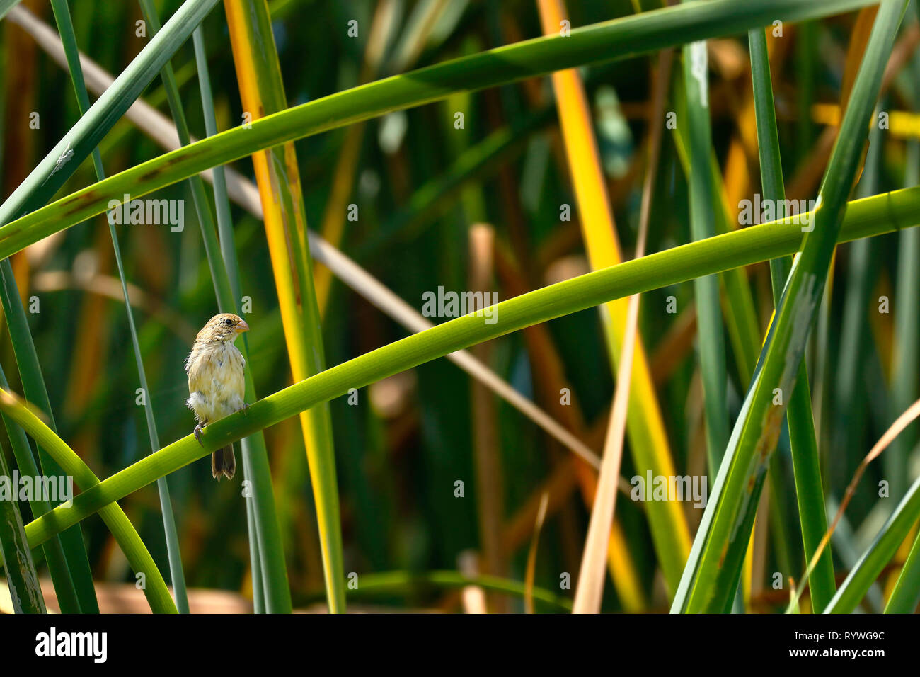 Chestnut-throated seedeater (Sporophila telasco), detail portrait of ...
