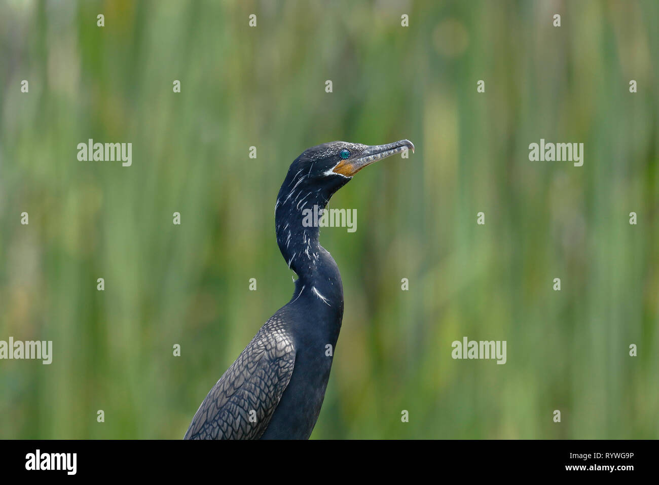 Neotropic cormorant (Nannopterum brasilianus), specimen specimen ...
