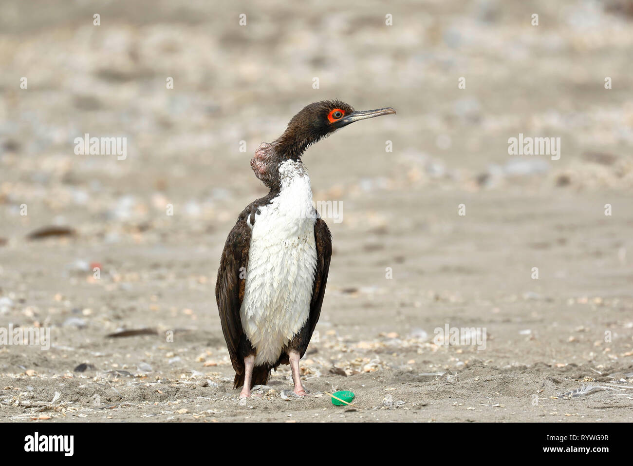 Guanay cormorant (Leucocarbo bougainvillii), an individual found on the ...