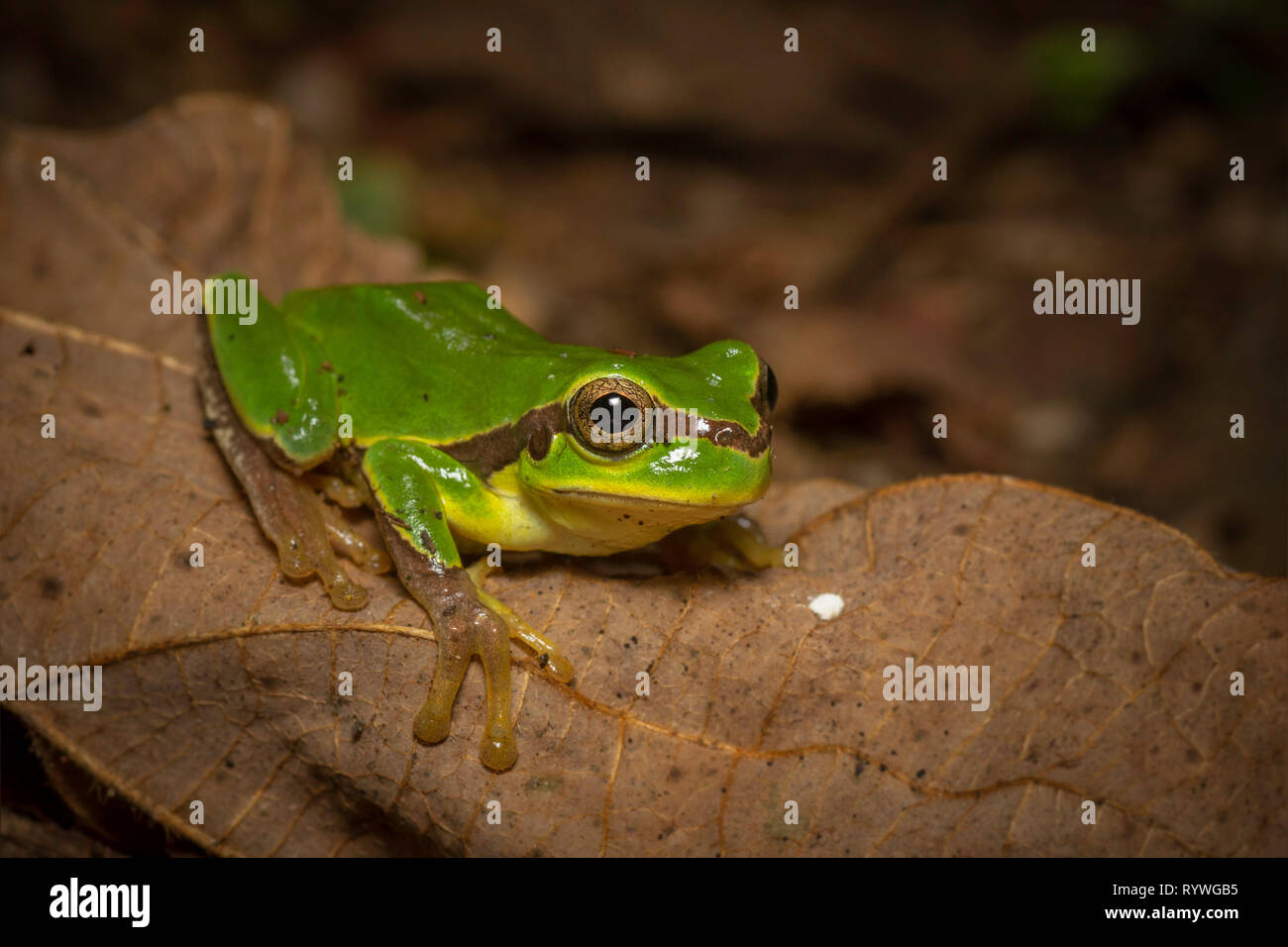 Canopy Frog High Resolution Stock Photography and Images - Alamy