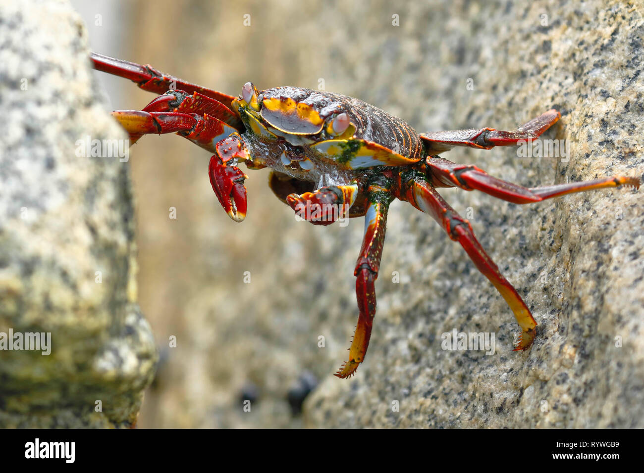 Sally Lightfoot Crab or Rock Crab (Grapsus grapsus) searching for food ...