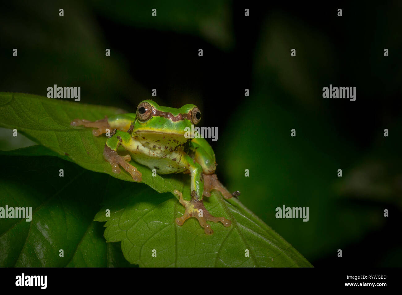 North east forest india hi-res stock photography and images - Alamy