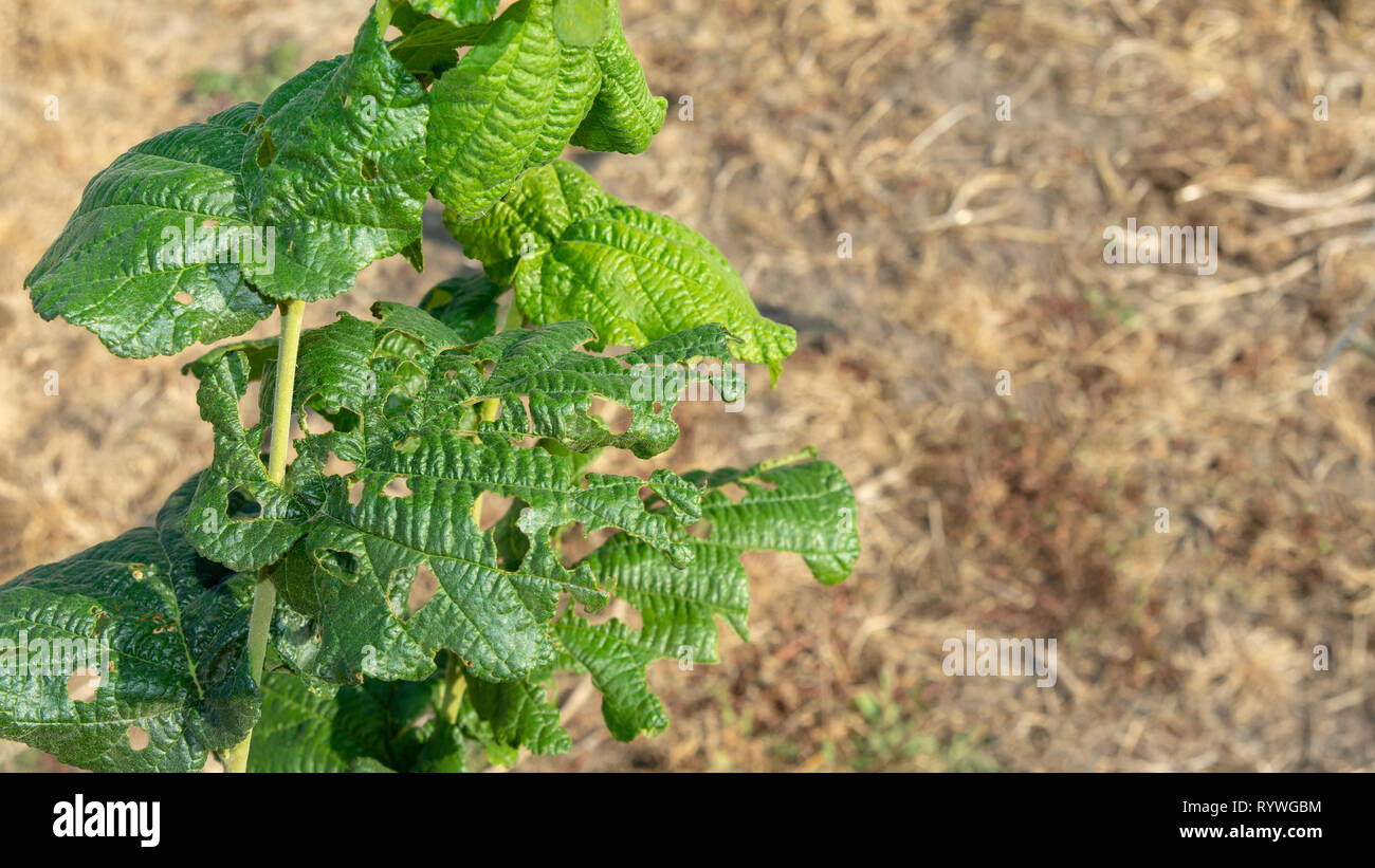 Diseases and pests of nuts and leaves of hazelnut bushes close-up ...