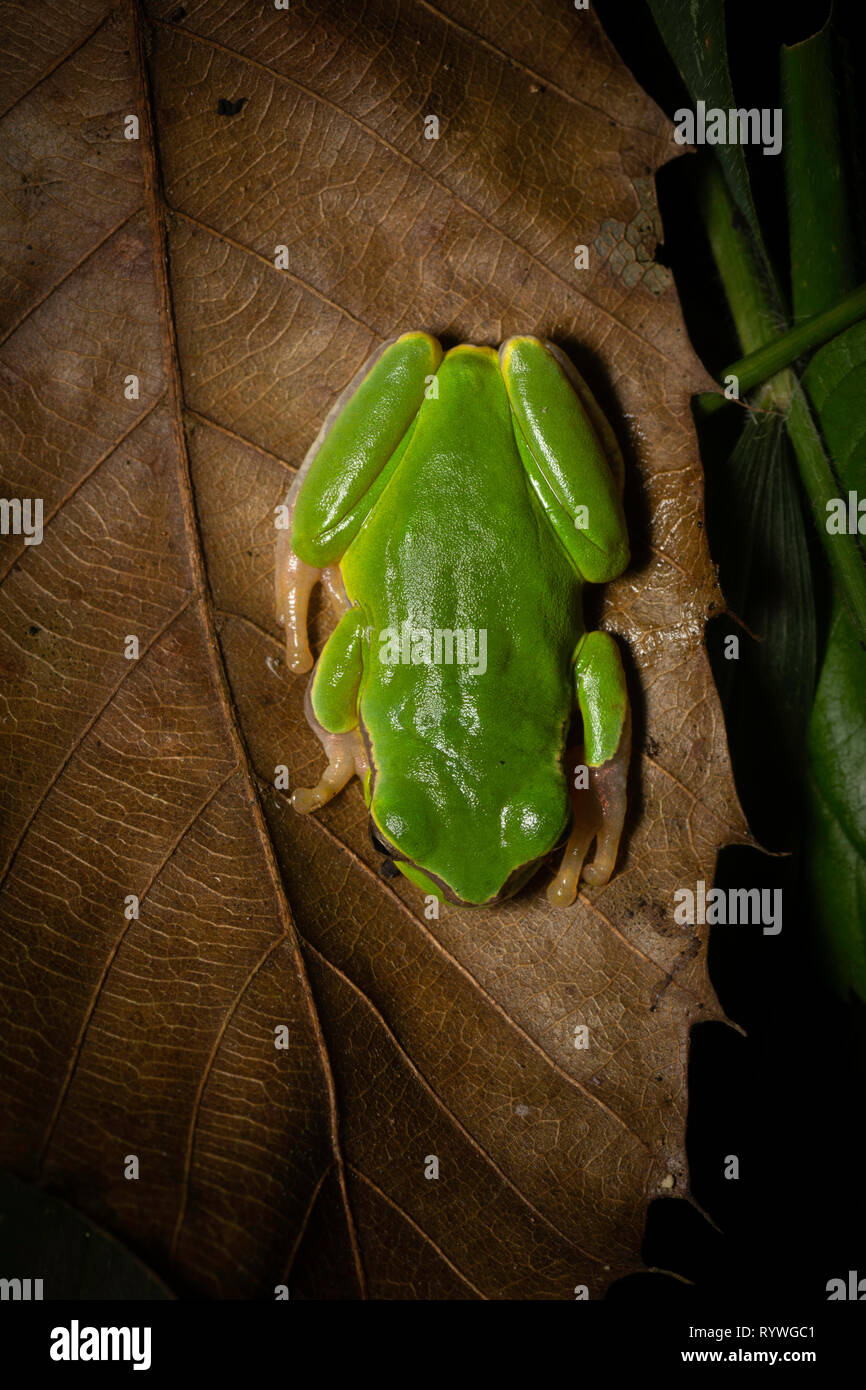 Frog amphibian animal green hi-res stock photography and images - Alamy