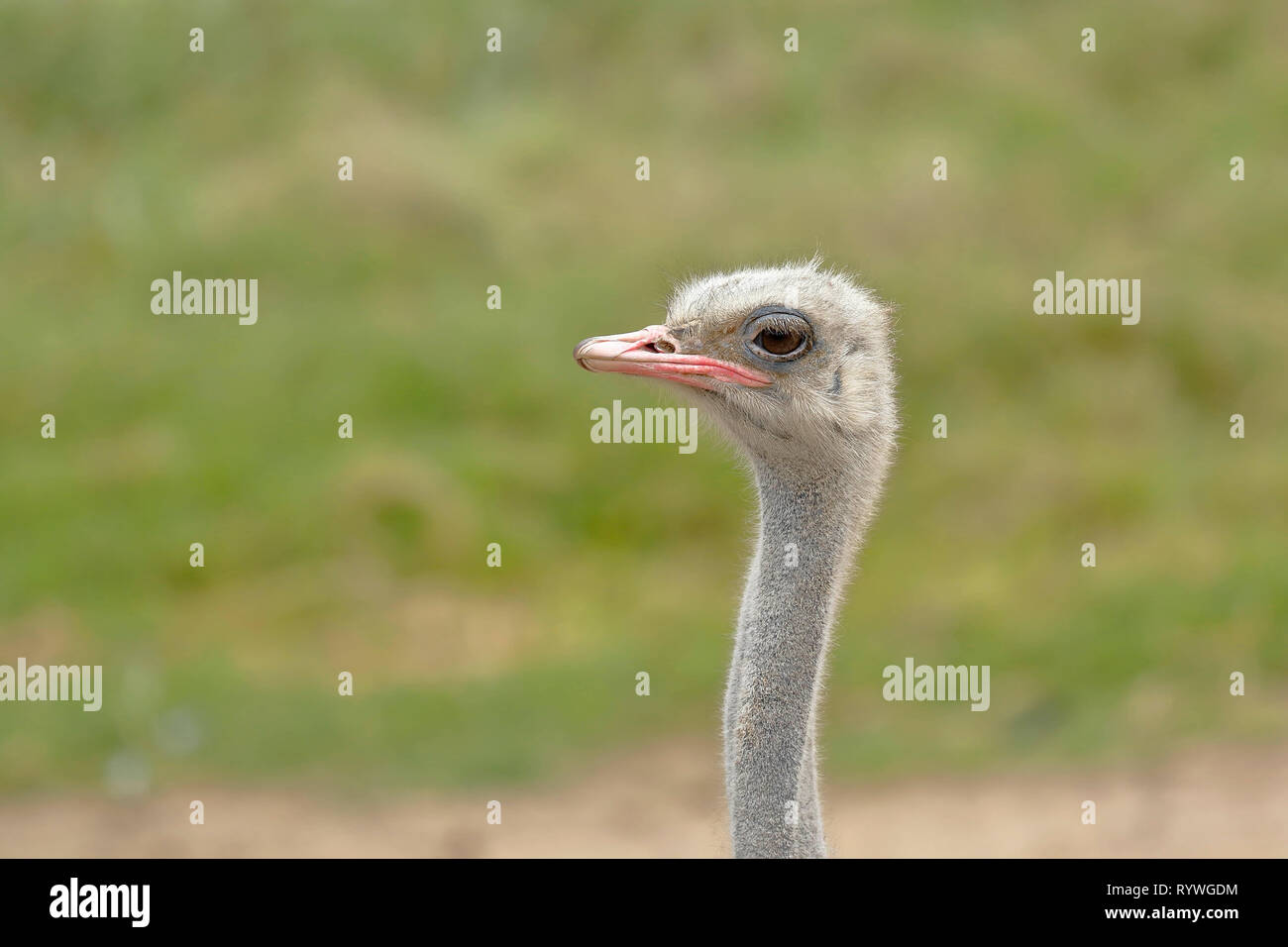 Common ostrich (Struthio camelus), head detail of an adult specimen in ...