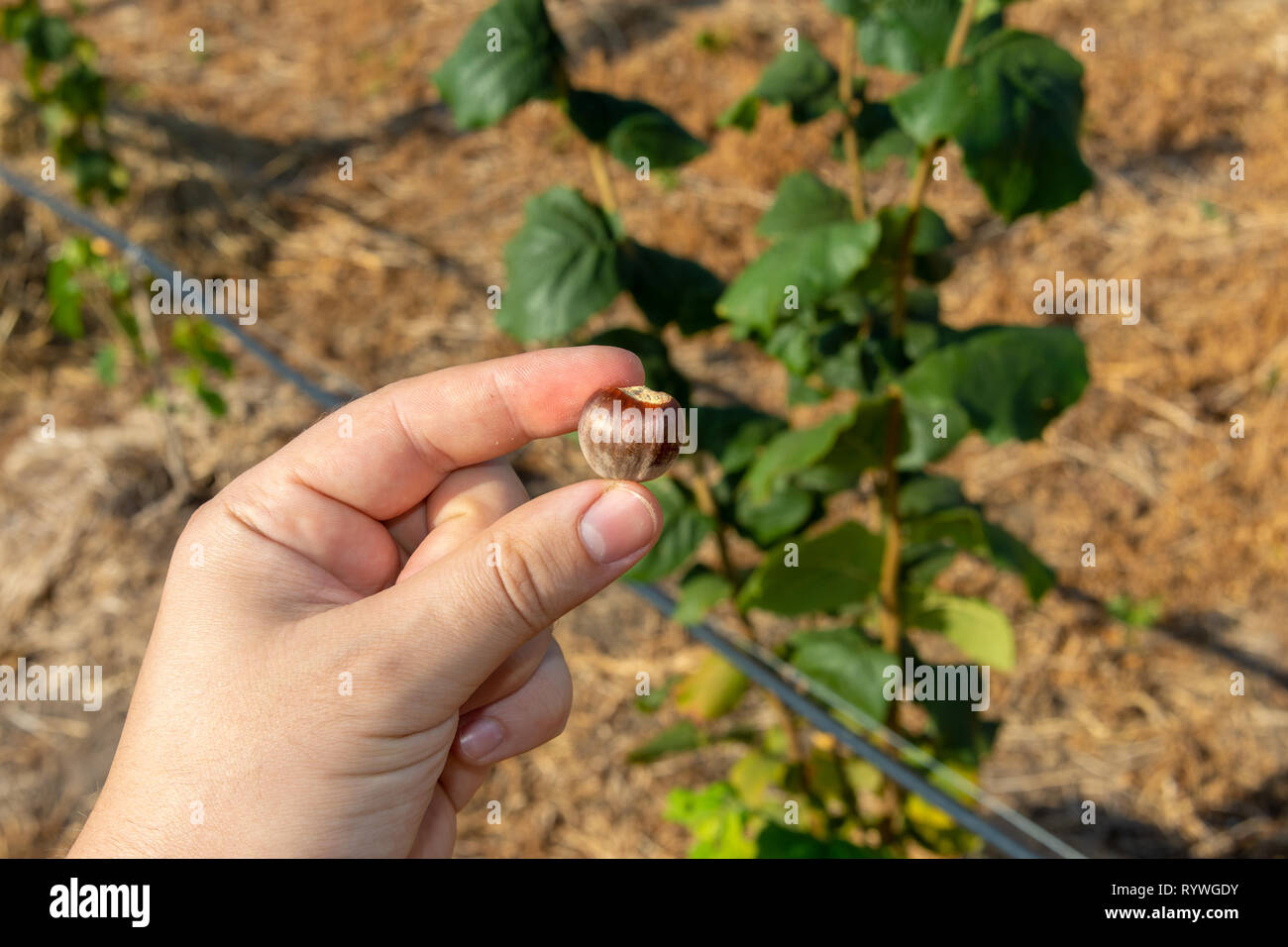 Damaged nut garden diseases. Closeup of hazelnuts with holes from ...