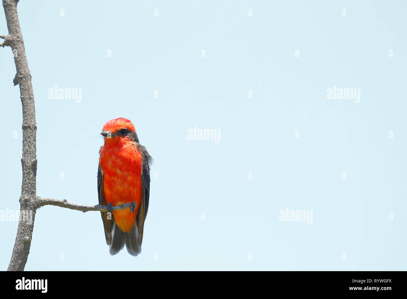 Vermilion flycatcher (Pyrocephalus rubinus), portrait of a male ...