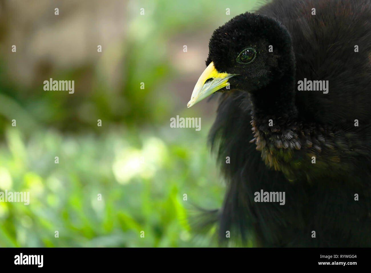 White winged trumpeter psophia leucoptera hi-res stock photography and ...