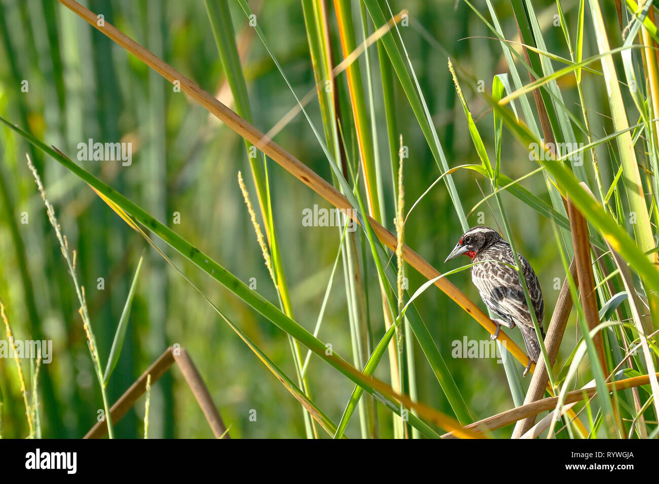 Peruvian meadowlark (Sturnella bellicosa), hidden specimen among the ...