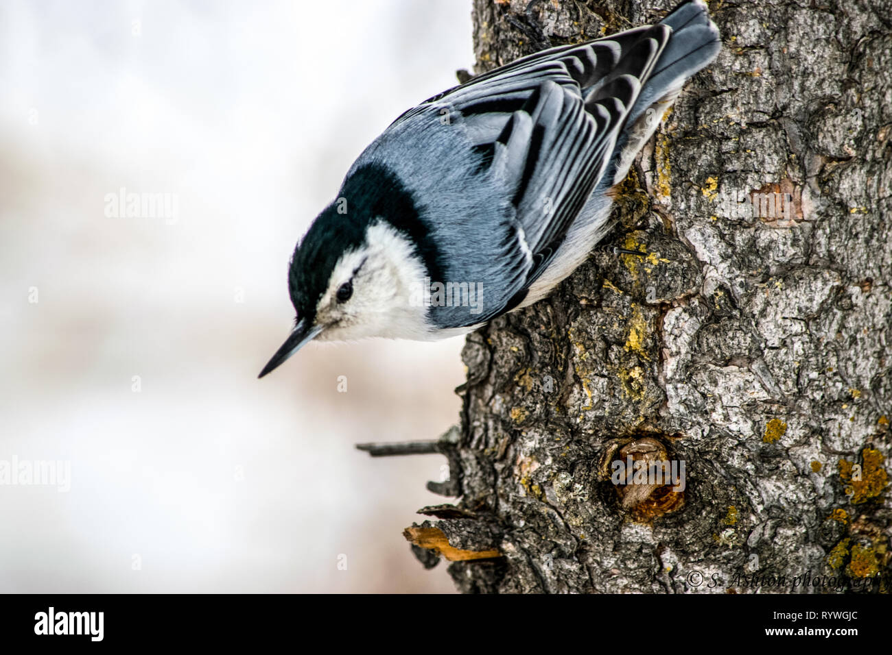 White Breasted Nuthatch Stock Photo - Alamy