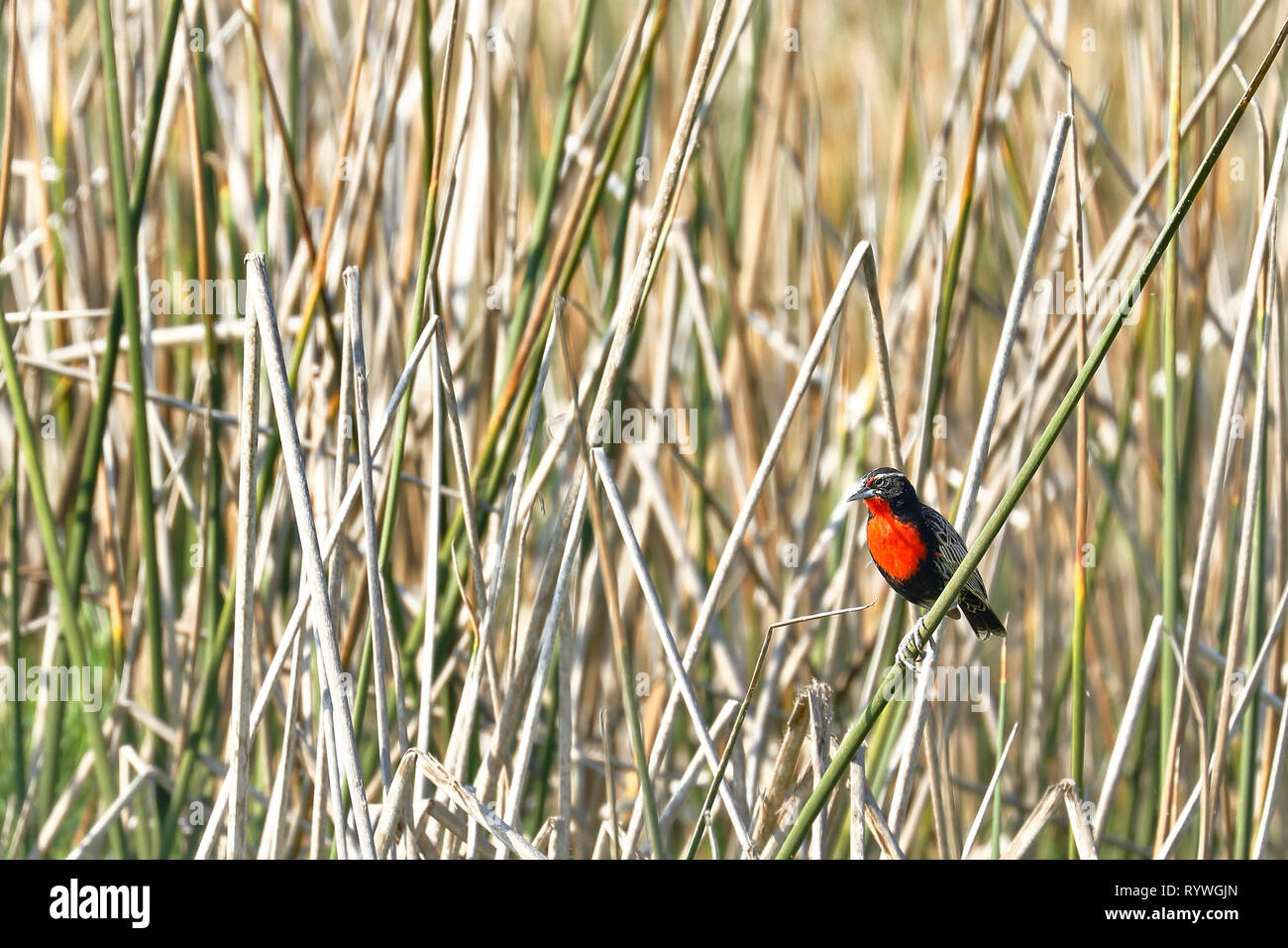 Peruvian meadowlark (Sturnella bellicosa), hidden specimen among the ...