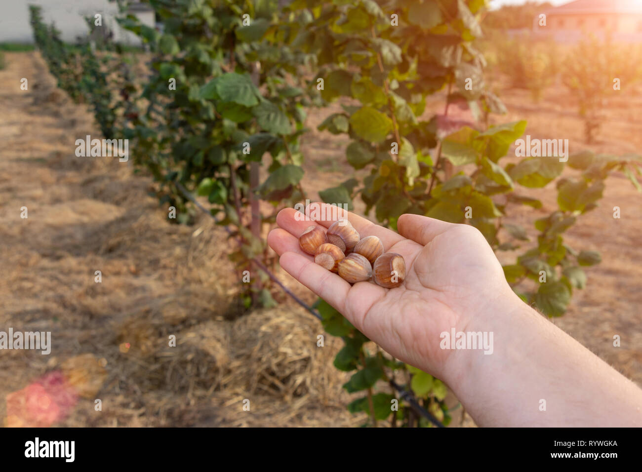 Closeup of hazelnuts piled in the palm of hand against the background ...