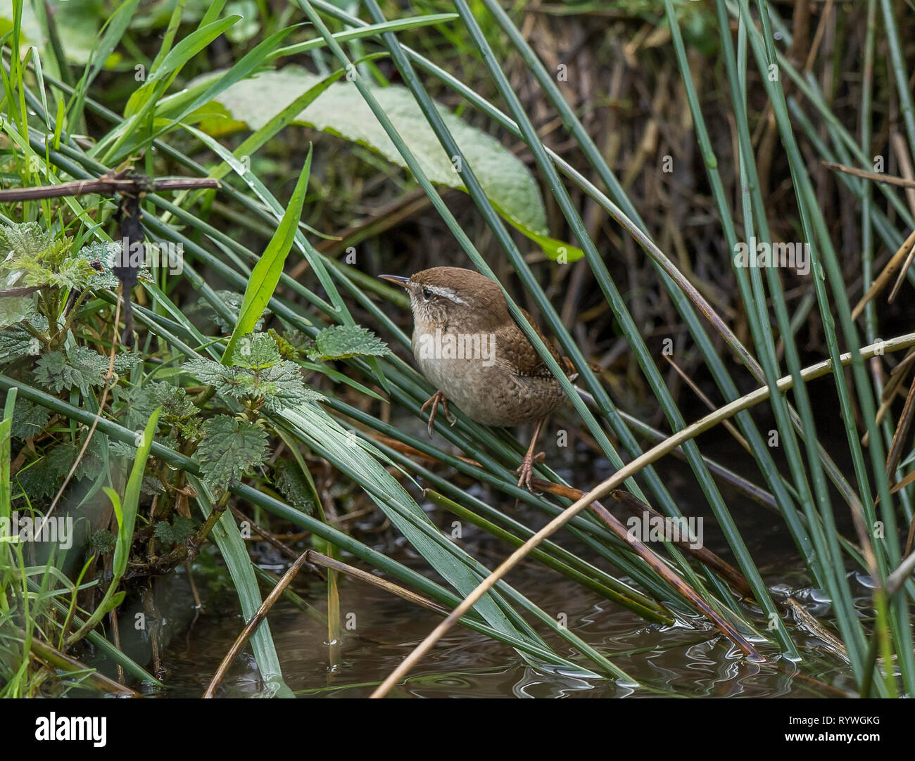 Wren Uk Flying High Resolution Stock Photography and Images - Alamy