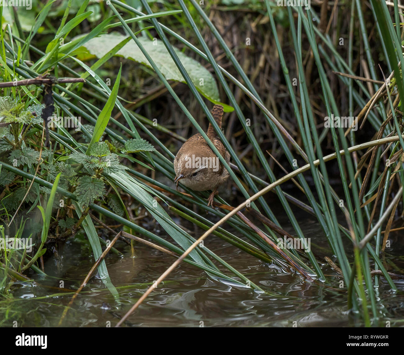 Wren uk flying hi-res stock photography and images - Alamy