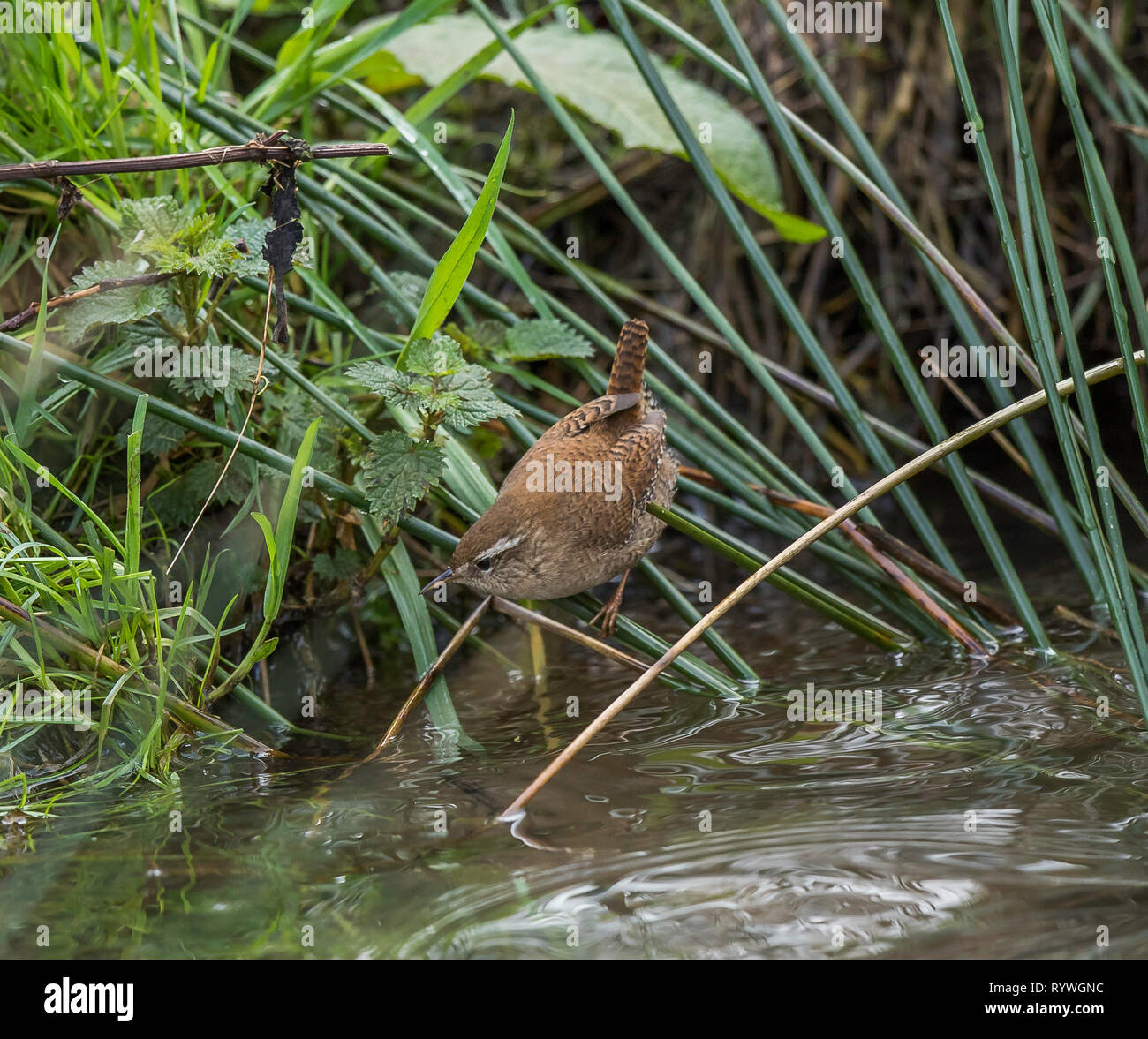 Eurasian wren flying hi-res stock photography and images - Alamy