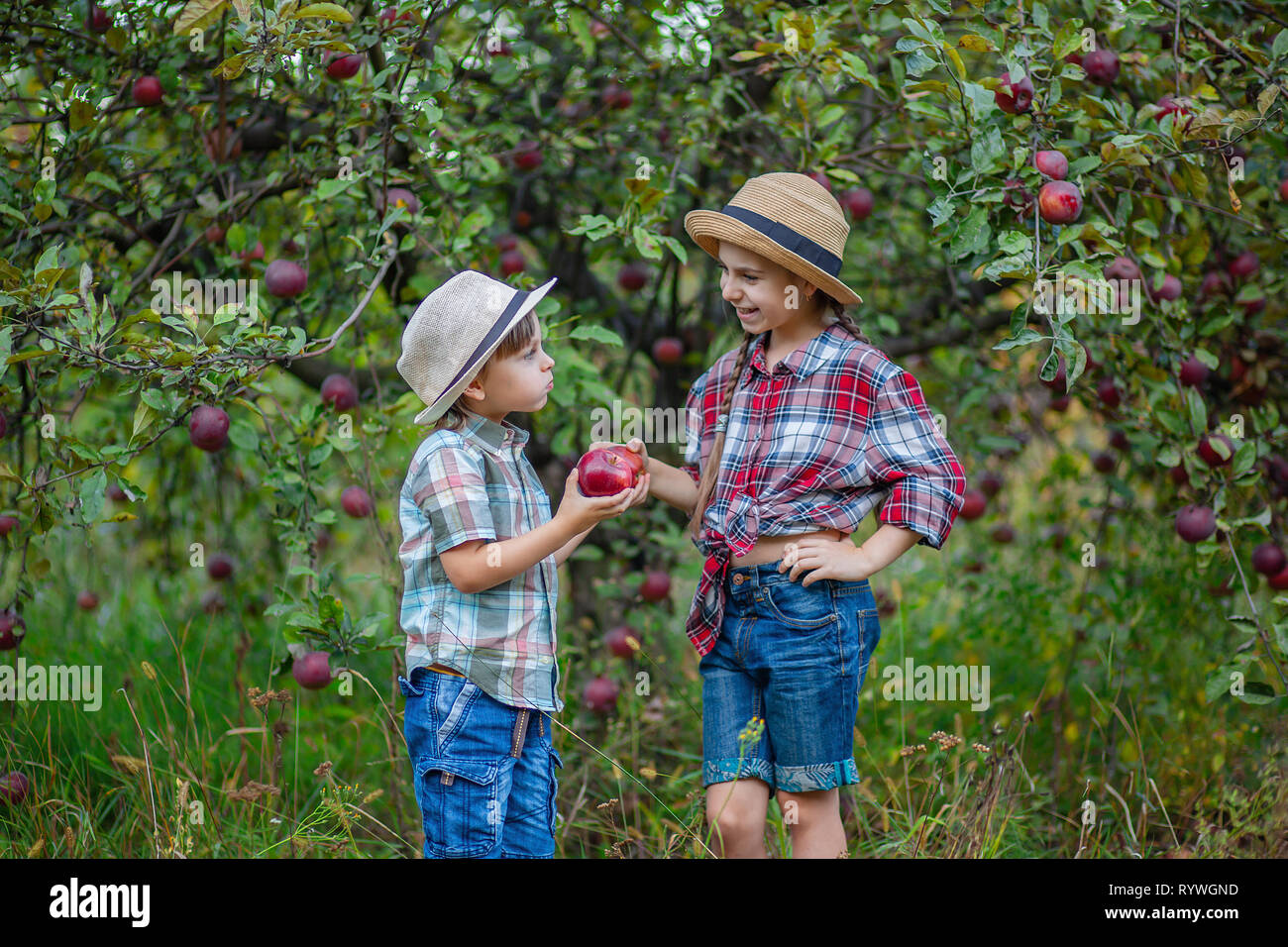 Portrait of a brother and sister in the garden with red apples. A boy ...