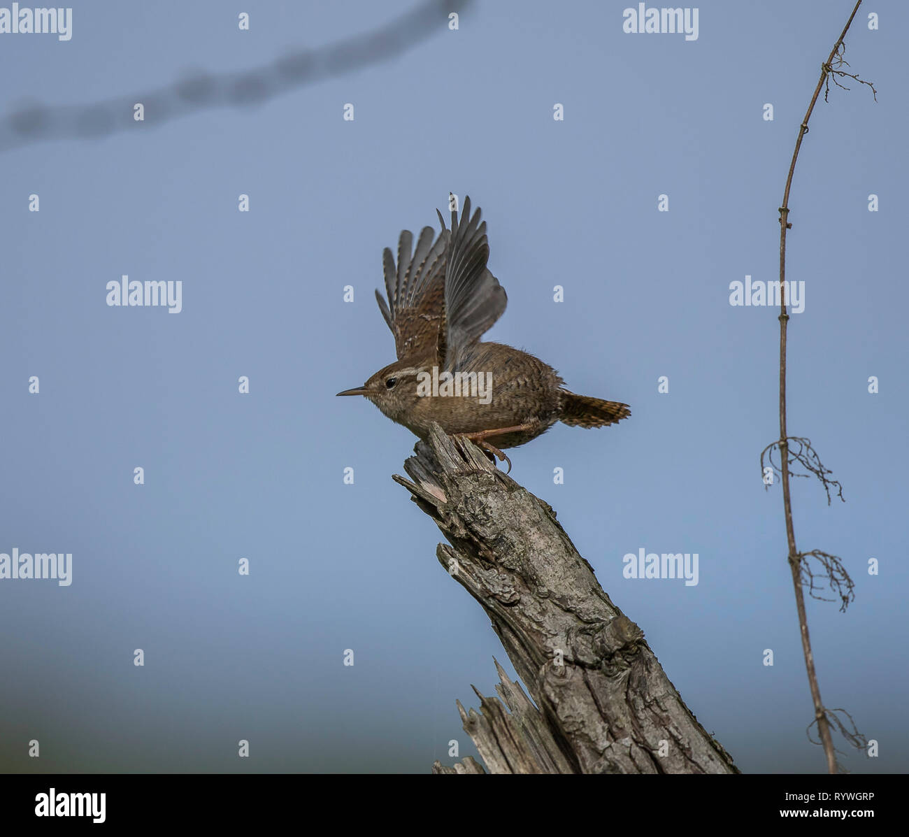 Wren Flying Stock Photos & Wren Flying Stock Images - Alamy