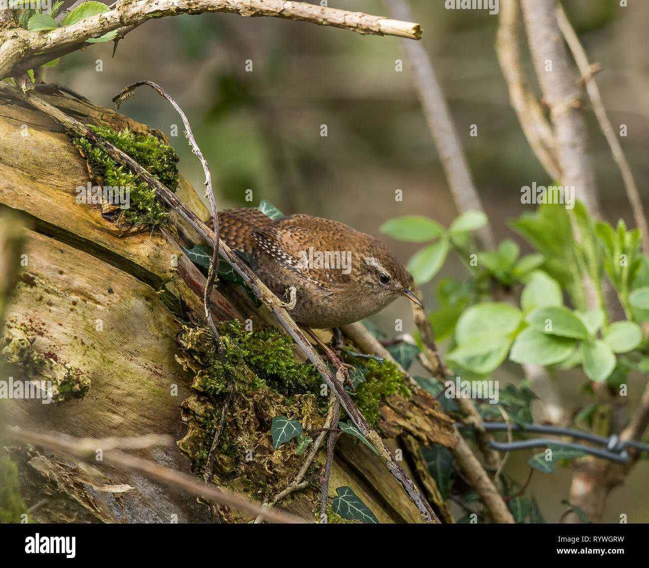 Wren uk flying hi-res stock photography and images - Alamy