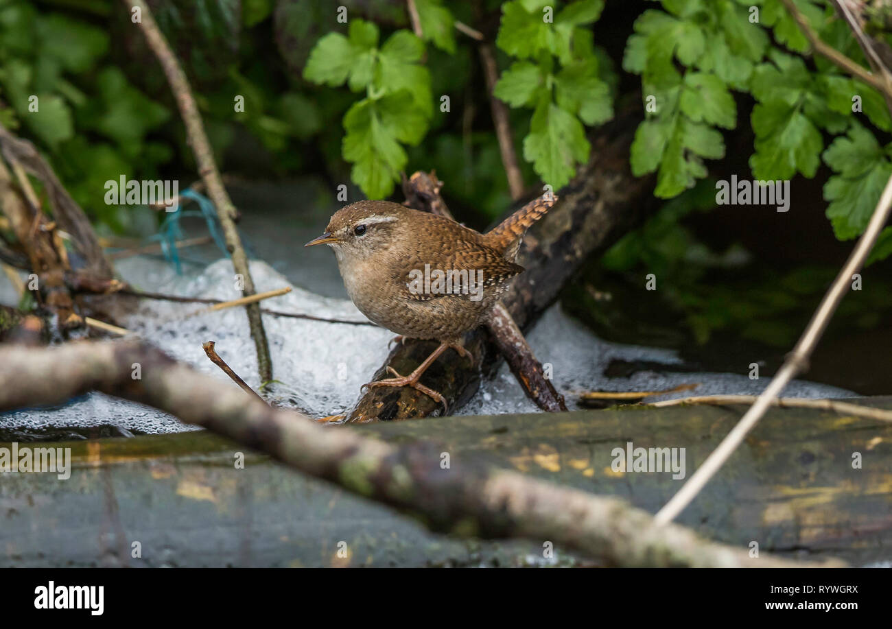 Eurasian wren flying hi-res stock photography and images - Alamy