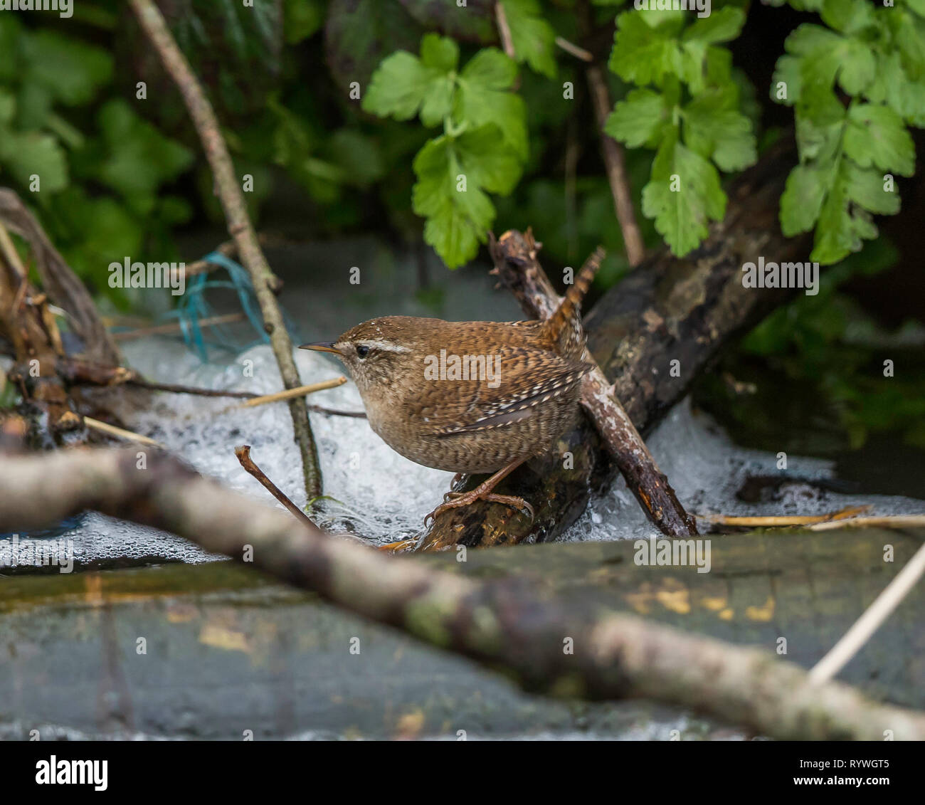 Eurasian wren flying hi-res stock photography and images - Alamy