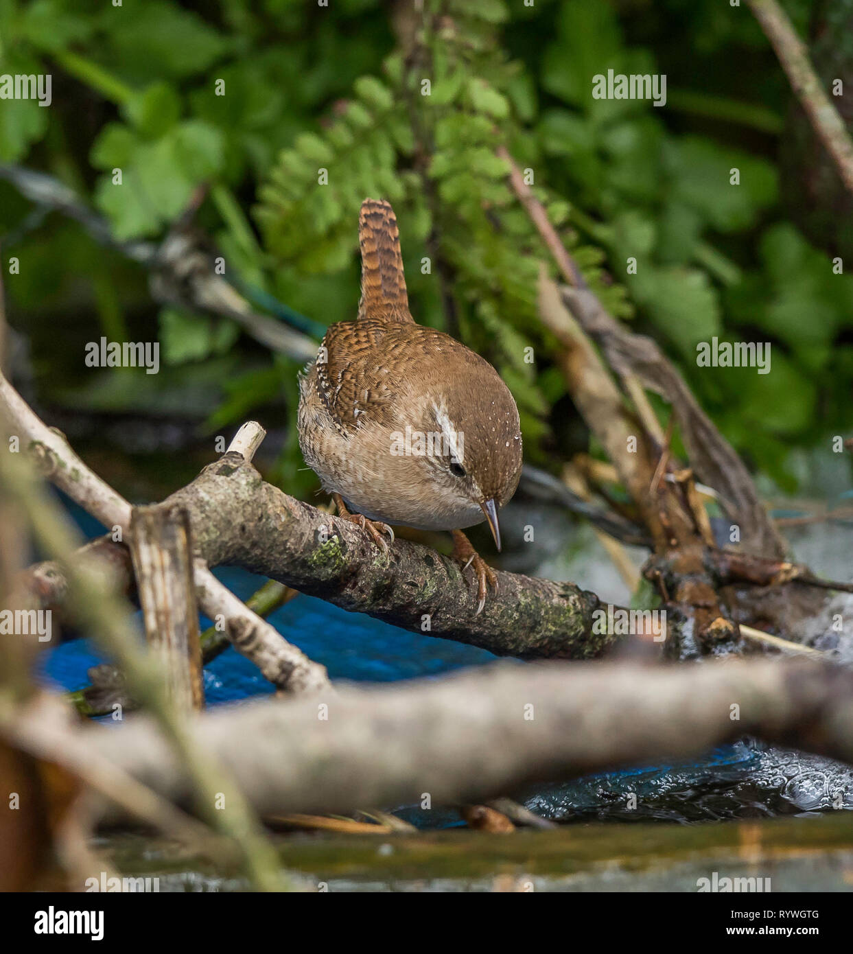 Eurasian wren flying hi-res stock photography and images - Alamy