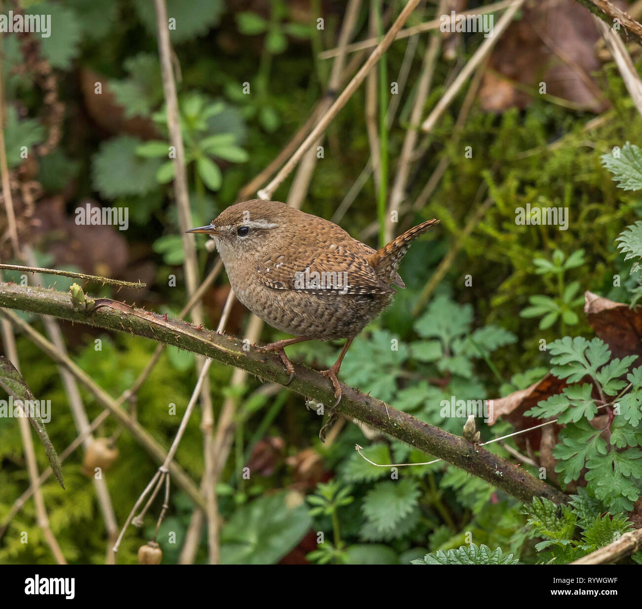 Eurasian wren flying hi-res stock photography and images - Alamy