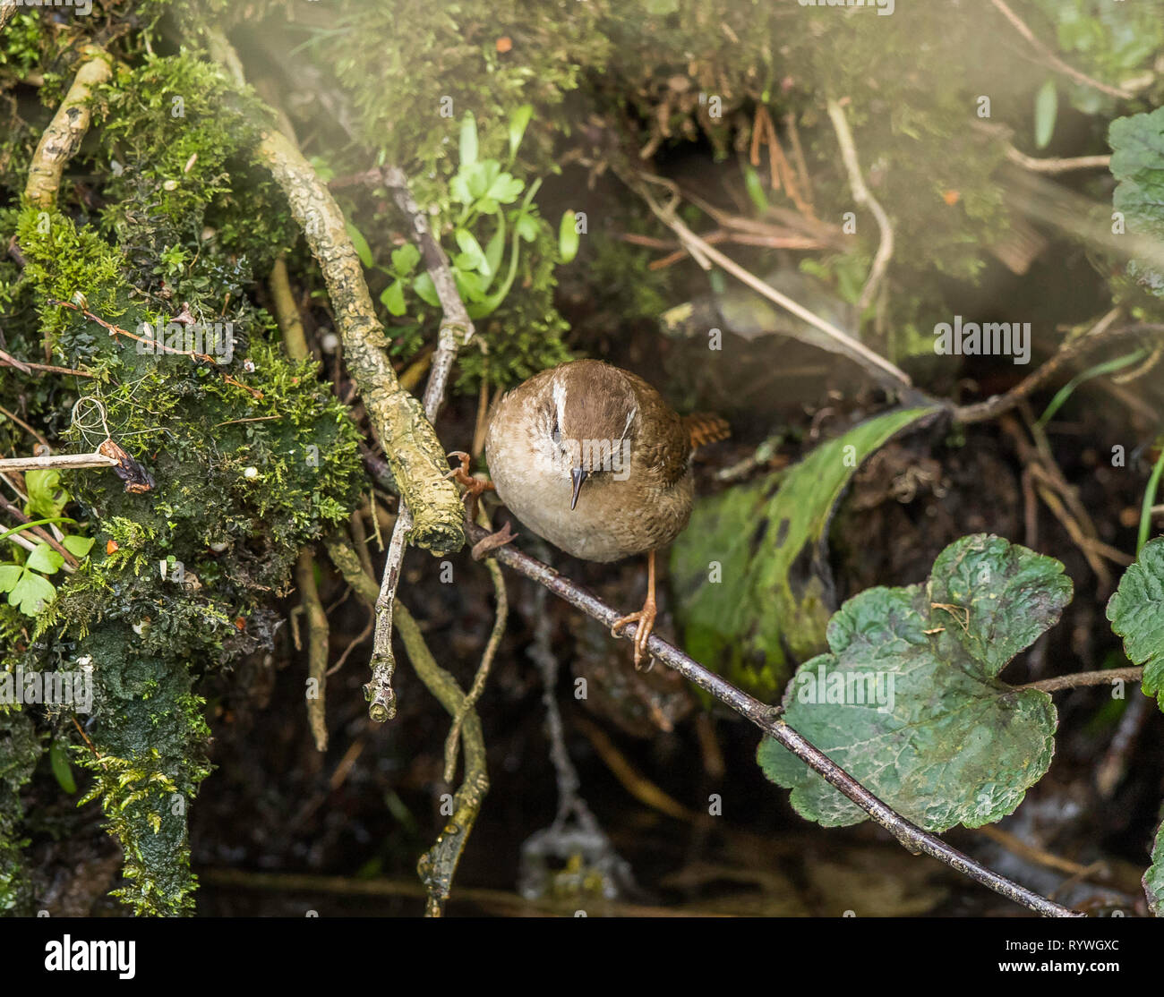 Wren uk flying hi-res stock photography and images - Alamy