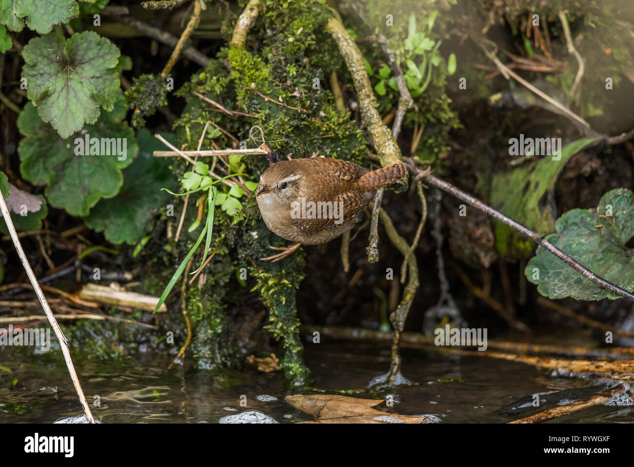 Flying wren hi-res stock photography and images - Alamy