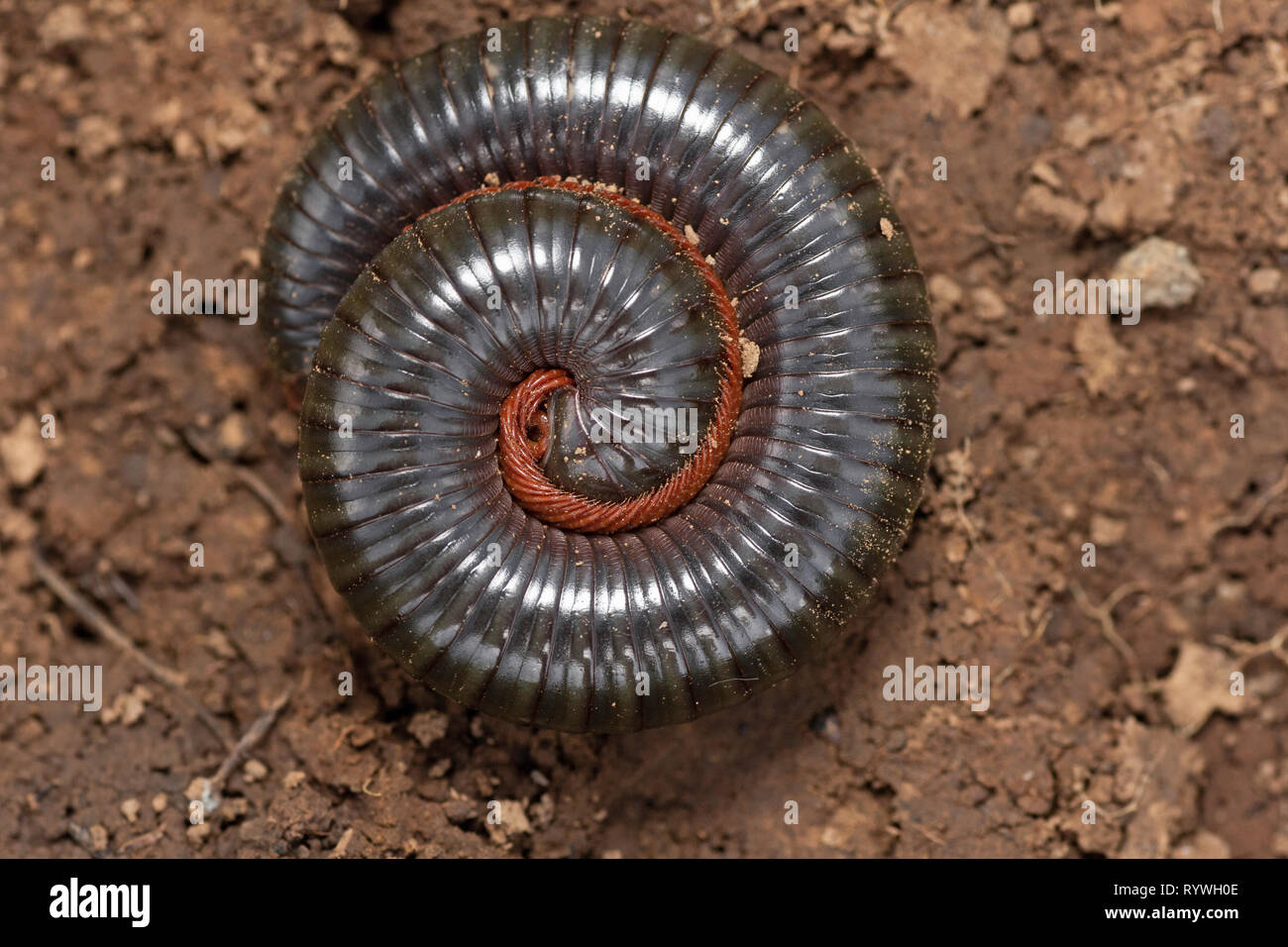 Red and black millipede hi-res stock photography and images - Alamy