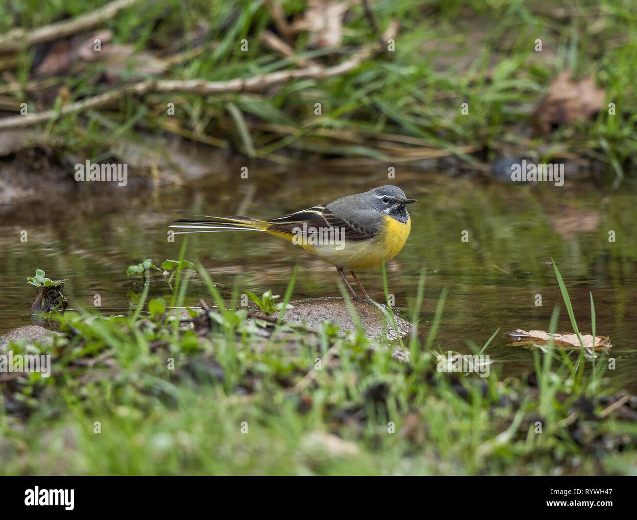 Gavin grey hi-res stock photography and images - Alamy