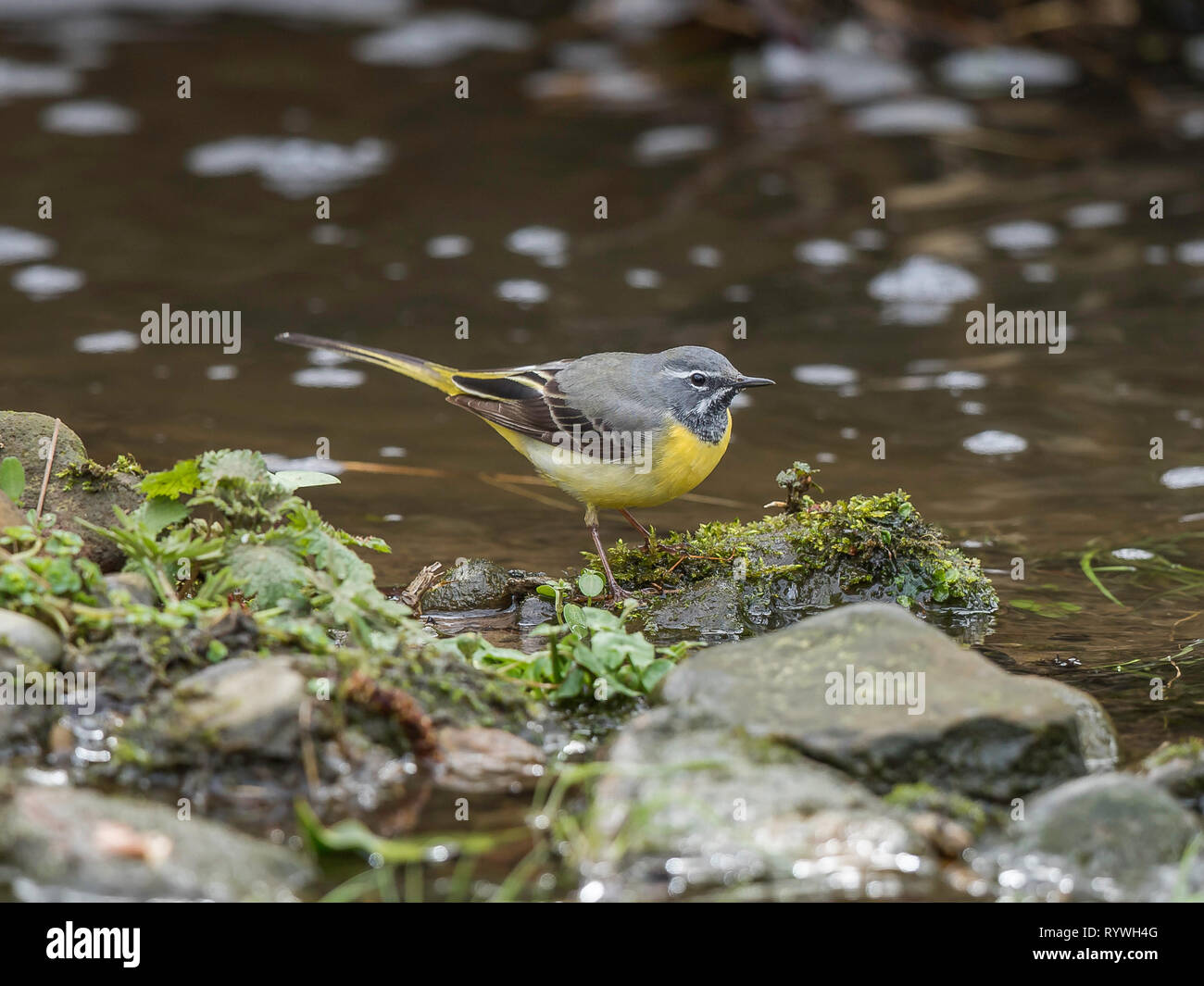 Gavin grey hi-res stock photography and images - Alamy