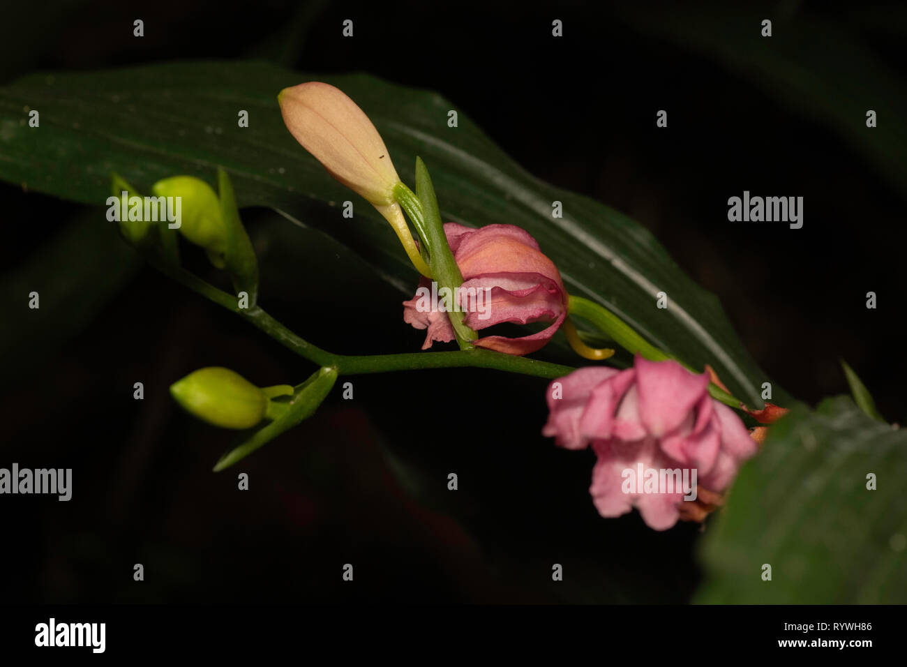 Phaius orchid hi-res stock photography and images - Alamy