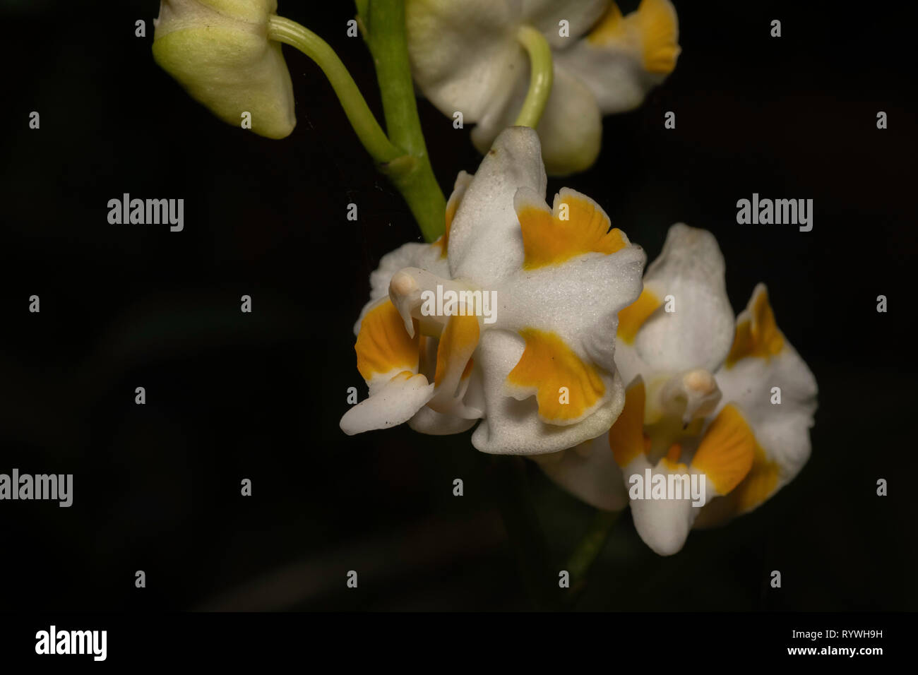 Orchid flower of Phalaenopsis pulcherrima, Durgapur village, Nagaland ...