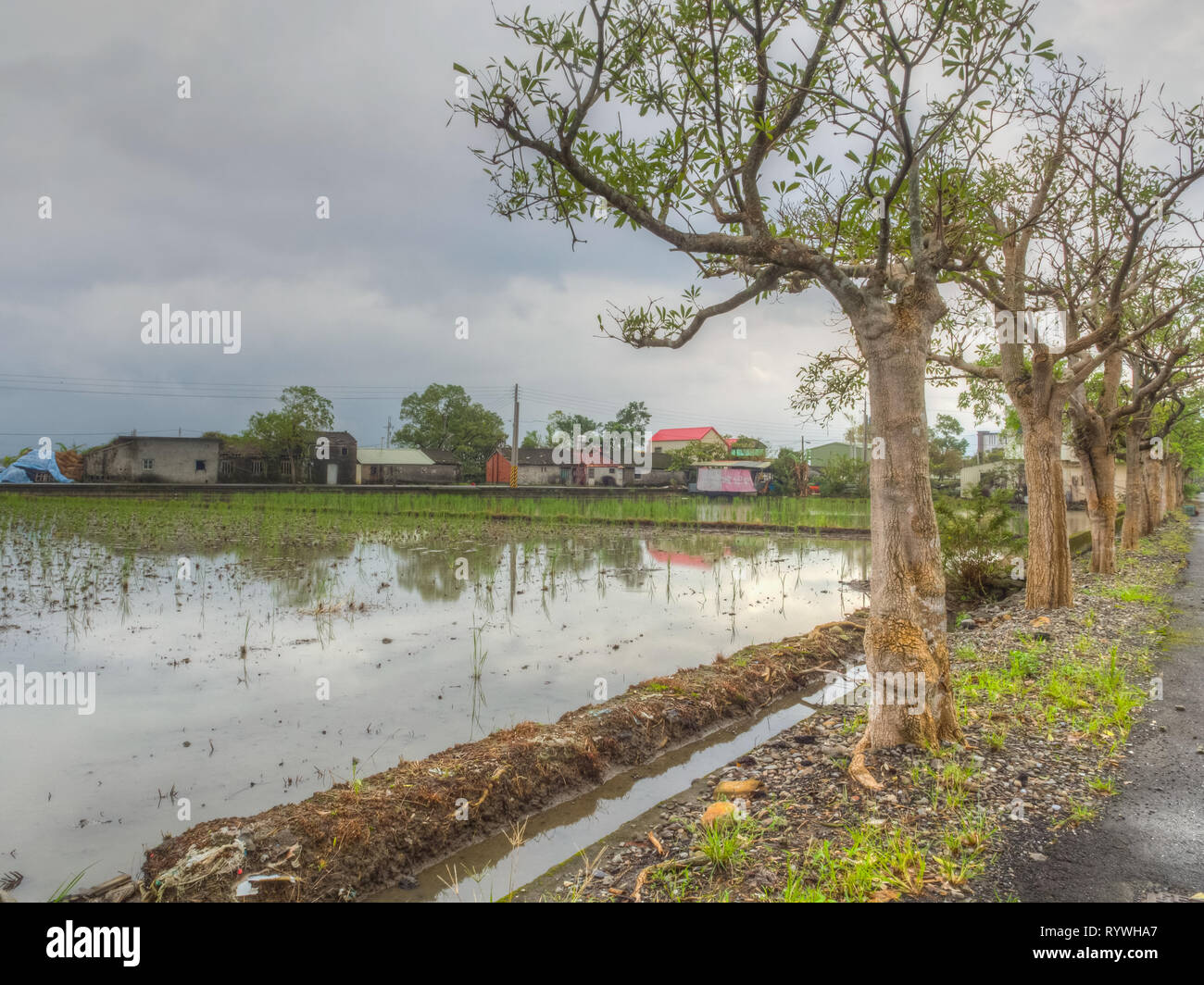 Narrow road along the cultivation of rice. Yilan, Taiwan Stock Photo ...