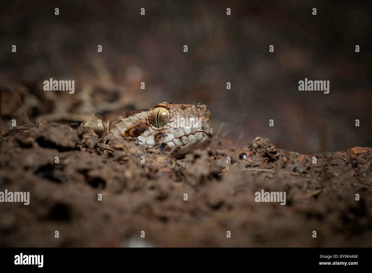 Saw Scaled Viper- Echis carinatus carinatus head, Satara, Maharashtra ...