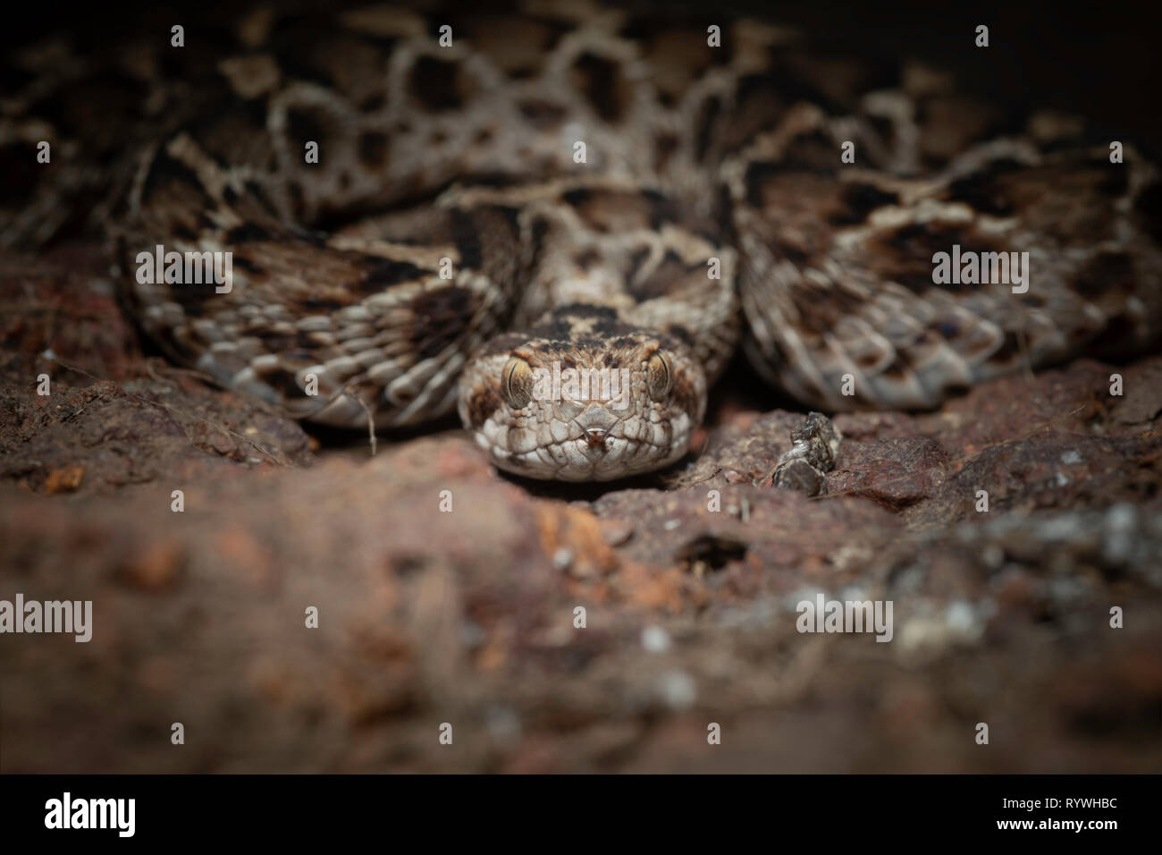 Saw Scaled Viper- Echis carinatus carinatus facing camera, Satara ...