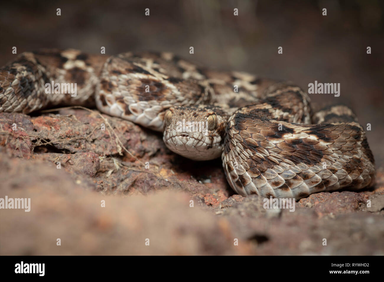 Full body of the Saw Scaled Viper- Echis carinatus carinatus, Satara ...