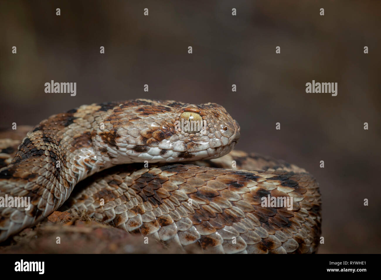 Head lateral shot of the Saw Scaled Viper- Echis carinatus carinatus ...