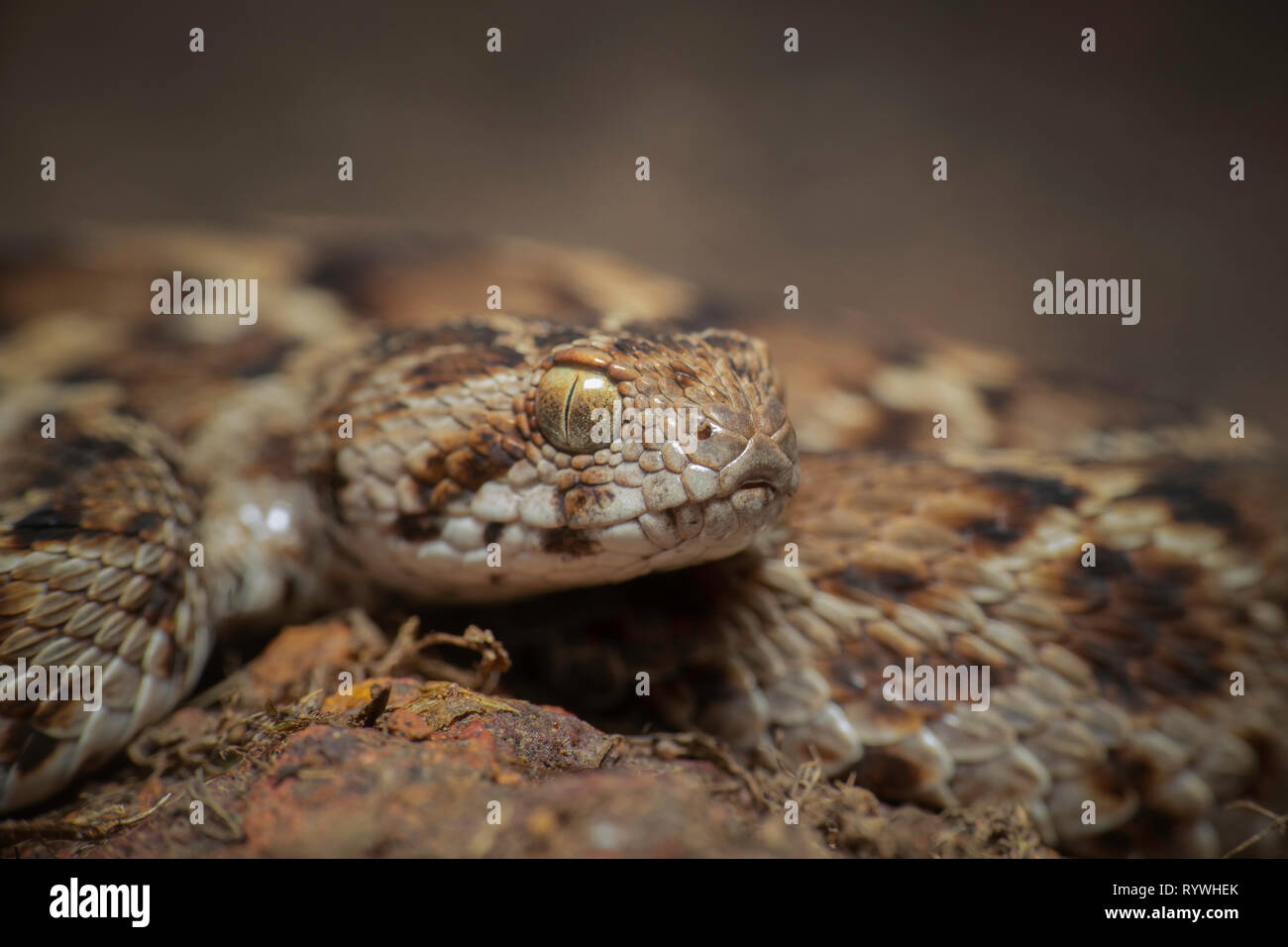 Lateral side of the face of the Saw Scaled Viper- Echis carinatus ...