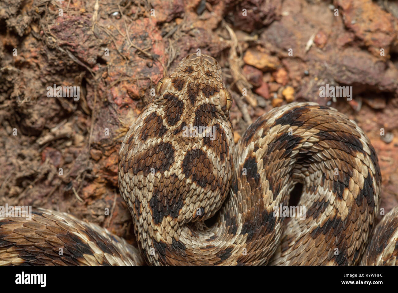 Saw scaled viper hi-res stock photography and images - Alamy