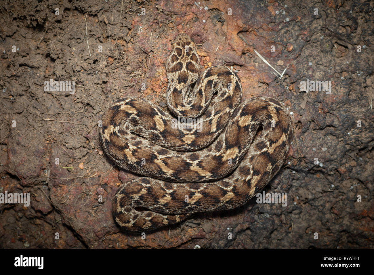 Dorsal top shot of the Saw Scaled Viper- Echis carinatus carinatus ...