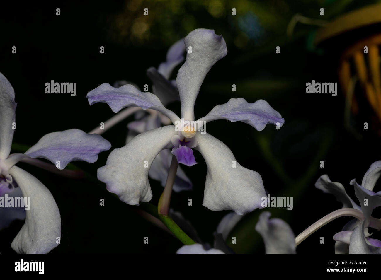 Orchid vanda coerulea hi-res stock photography and images - Alamy