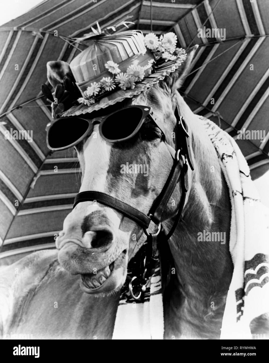 Mr ed tv hi-res stock photography and images - Alamy
