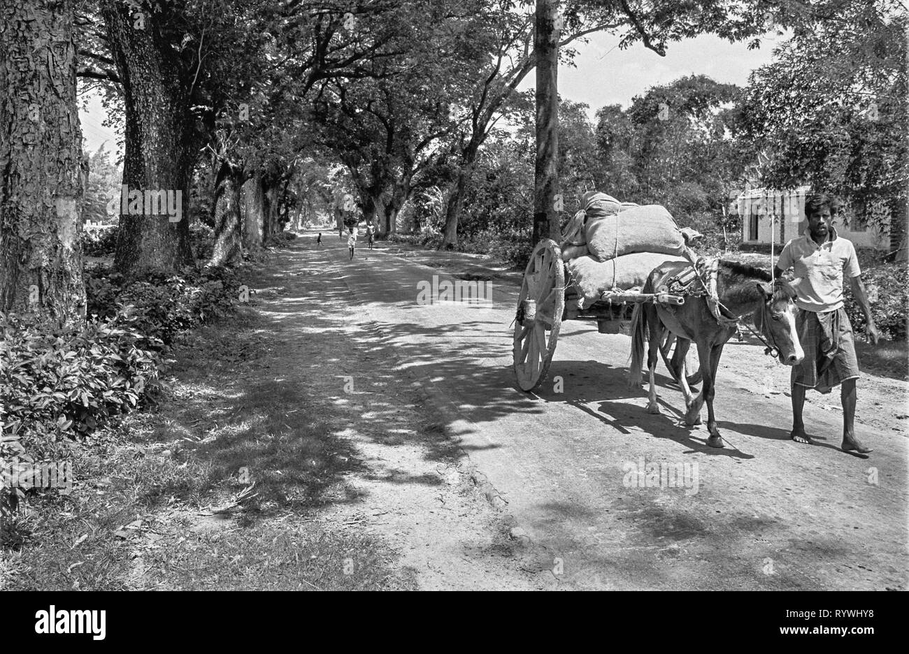 Wooden horse road Black and White Stock Photos & Images - Alamy