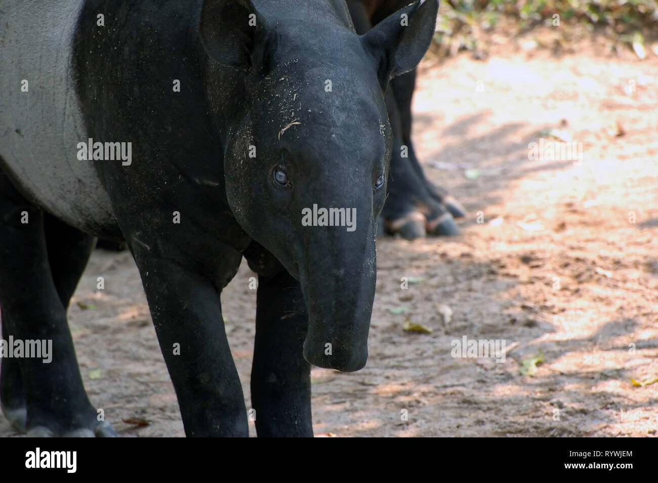 Tapirs image hi-res stock photography and images - Alamy