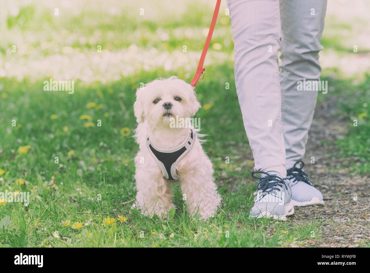 White maltese dog walking with her owner Stock Photo - Alamy