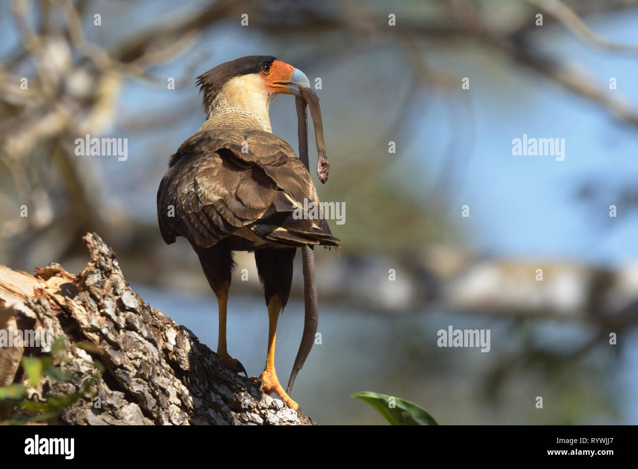 Southern Crested Caracara (Caracara plancus) eating a Chaco Sepia Snake ...