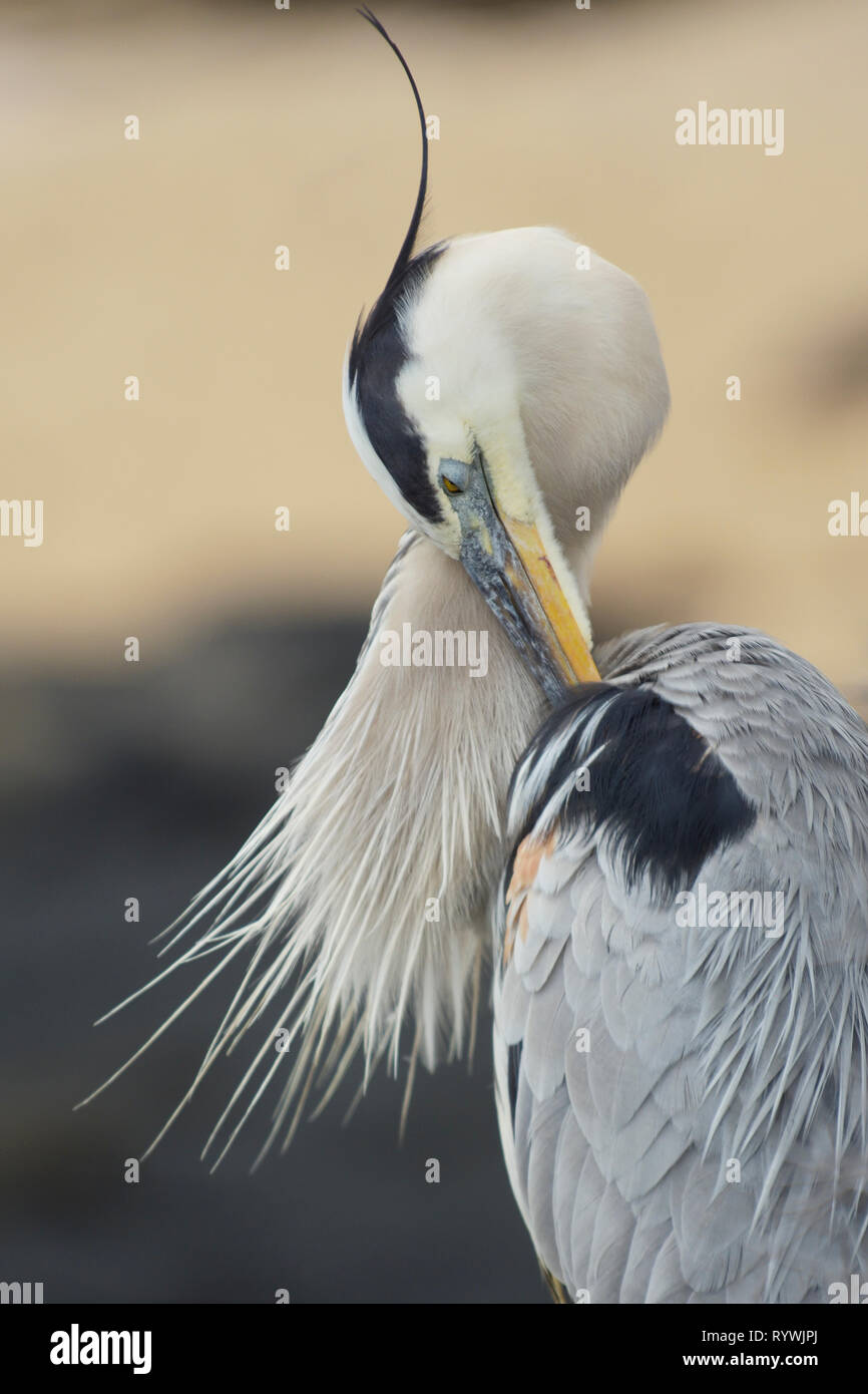 Preening heron hi-res stock photography and images - Alamy