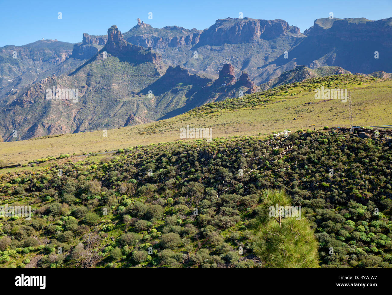 Gran Canaria, February, a flock of sheep going down steep slope to drink from reservoir Stock ...
