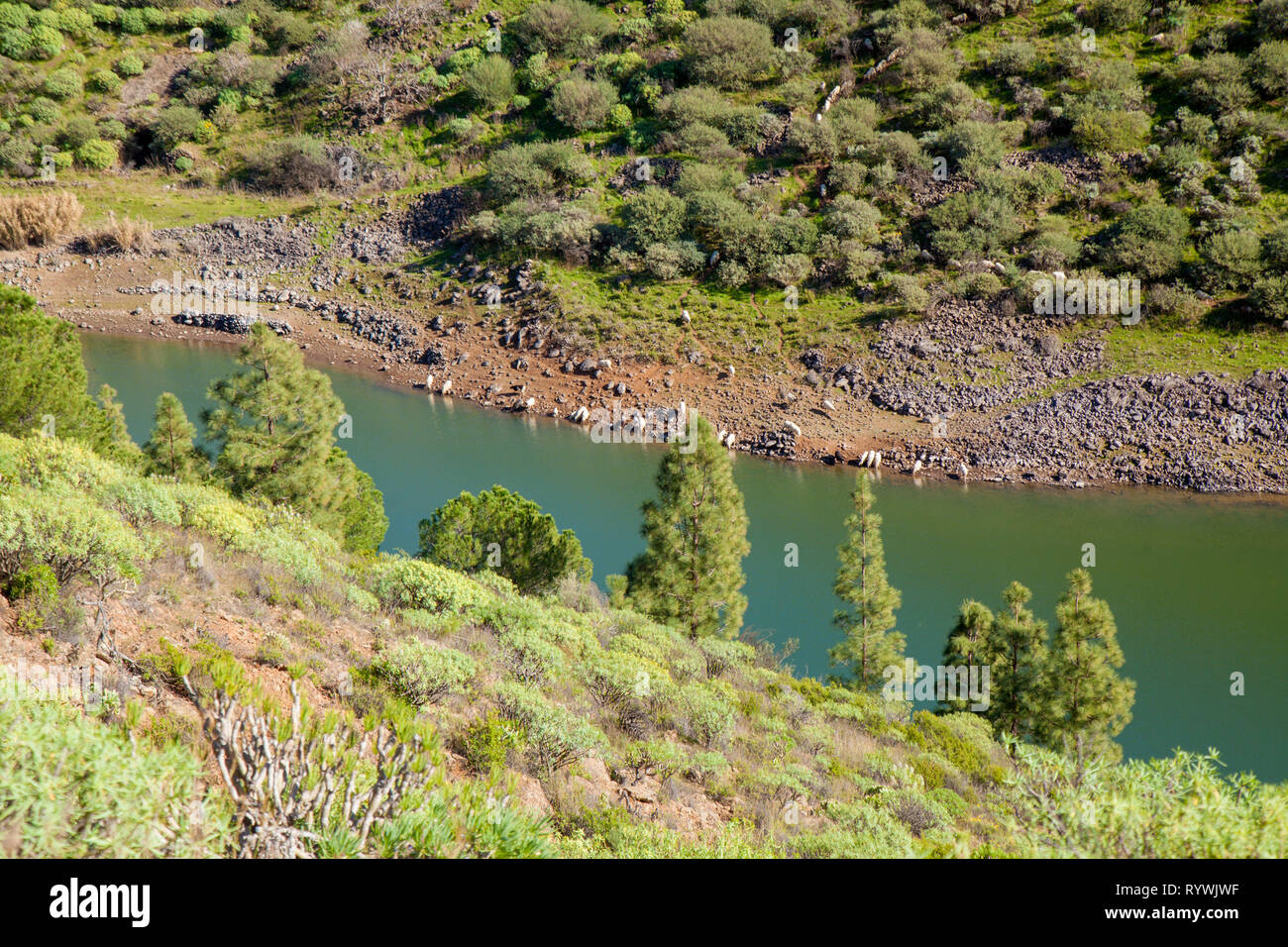 Gran Canaria, February, a flock of sheep going down steep slope to drink from reservoir Presa de ...